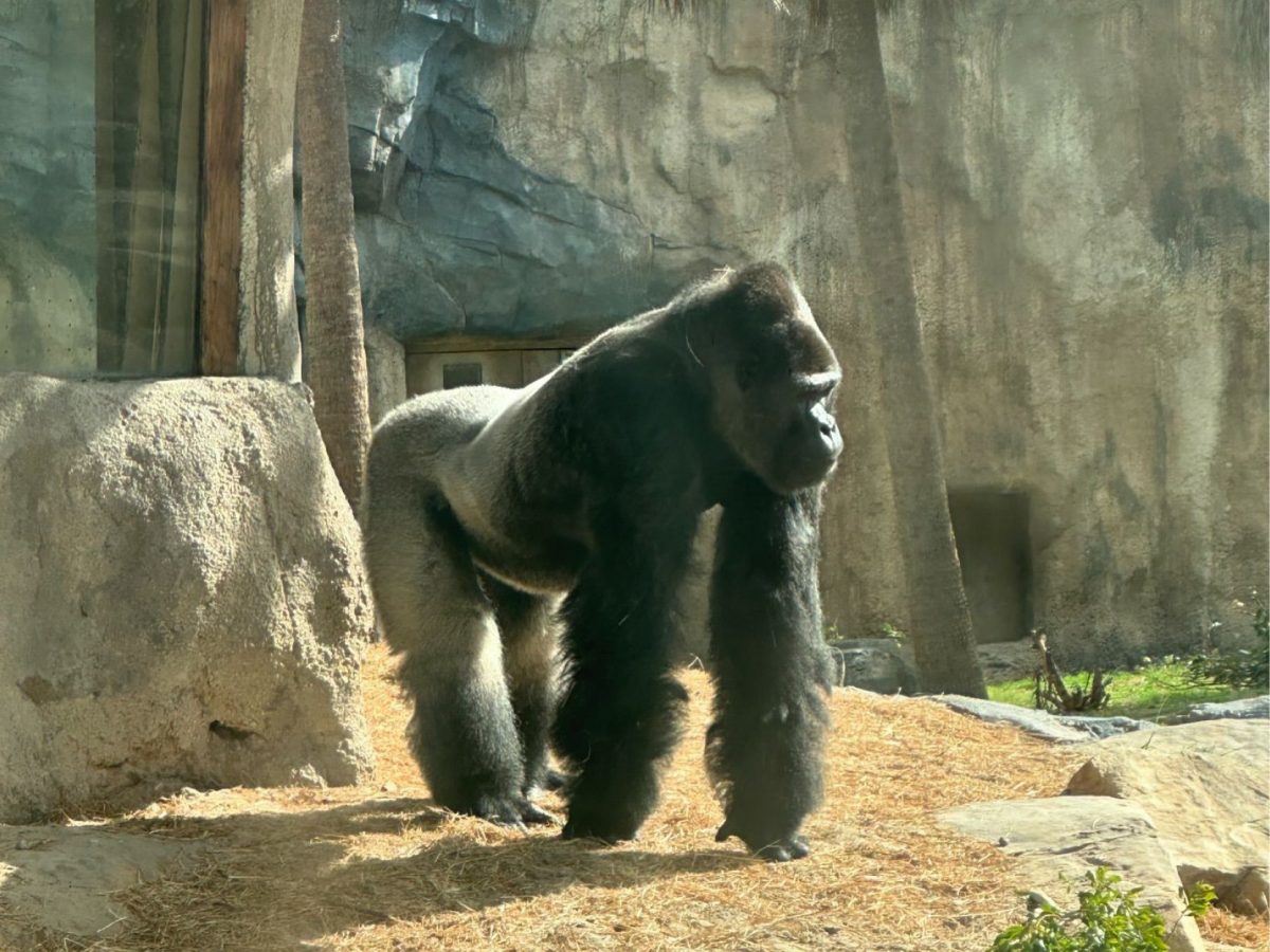 Bringing the Wild to the Stage: Jacksonville Zoo & Gardens Collaborates ...